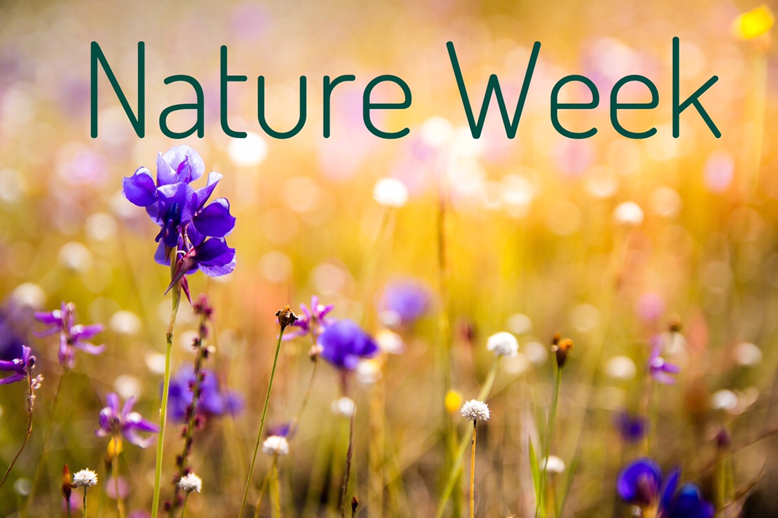 Nature Week - Simple Crafts & Activities - Glitter On A Dime